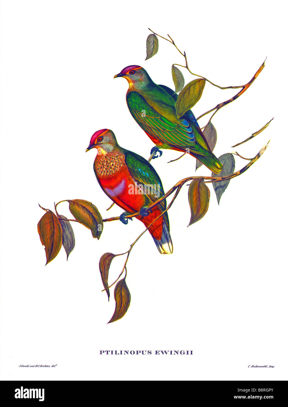 Ptilinopus regina ewingii hi-res stock photography and images - Alamy