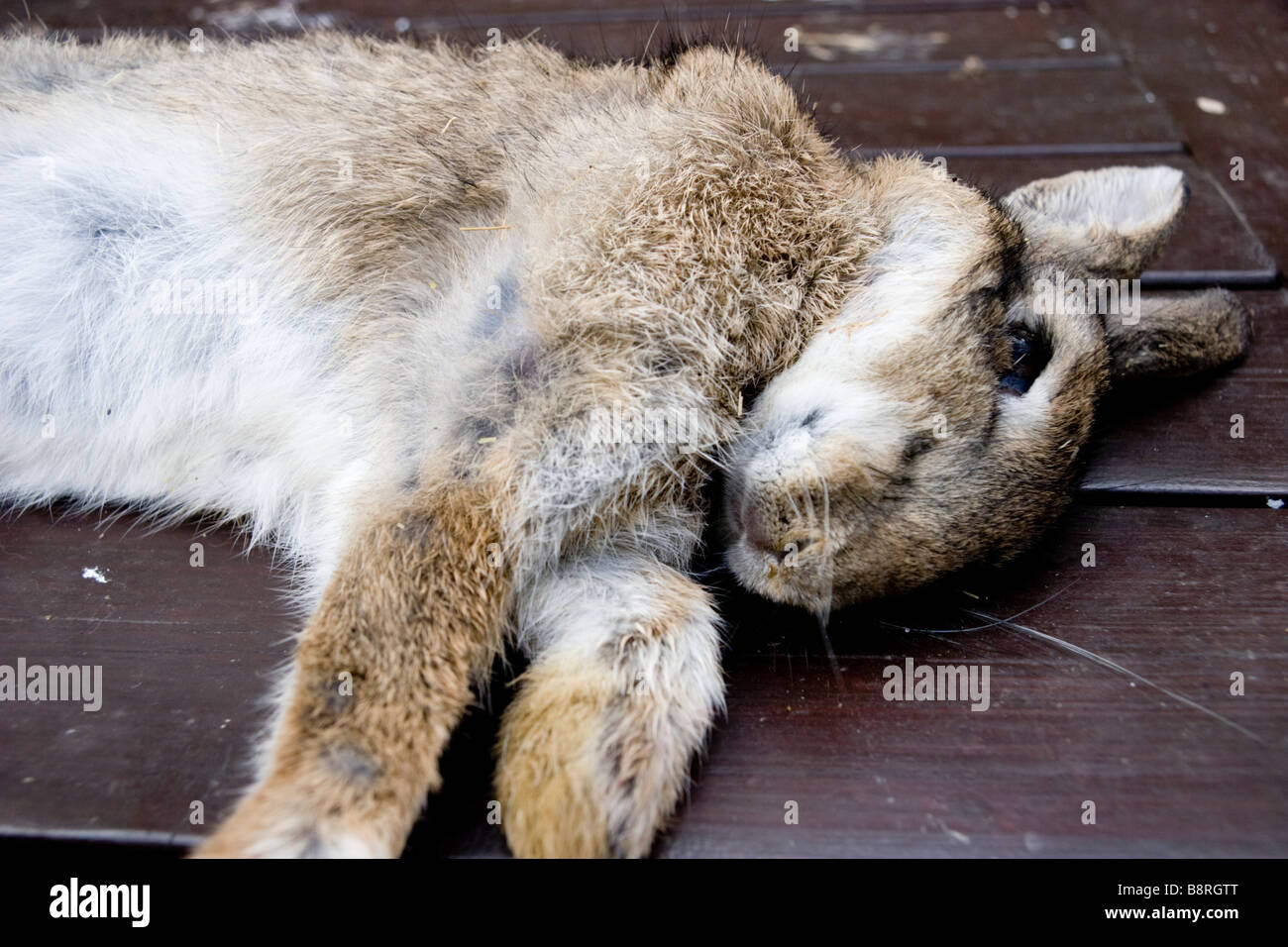 Rabbits dead rabbits sport hi-res stock photography and images - Alamy