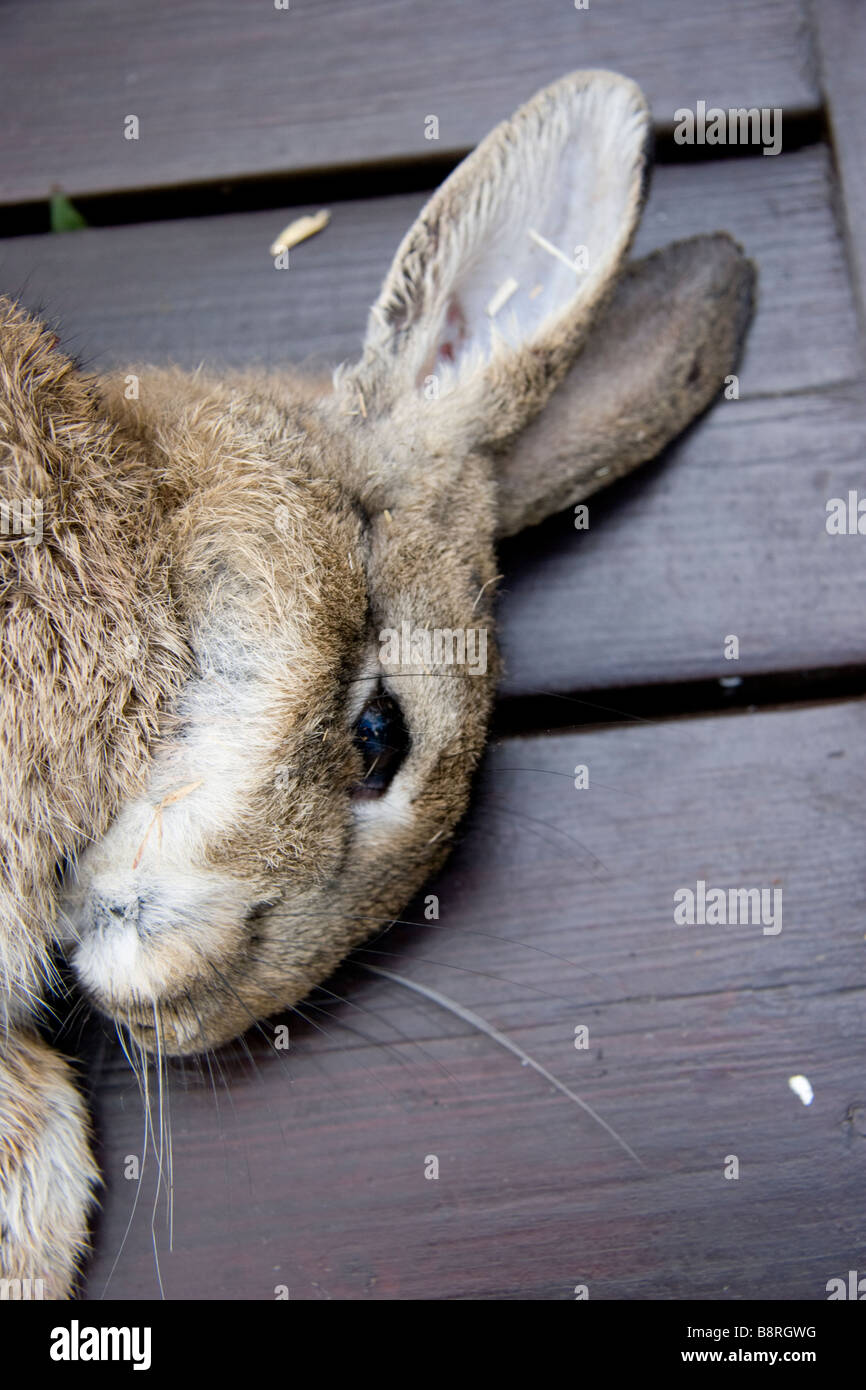 Rabbits dead rabbits sport hi-res stock photography and images - Alamy