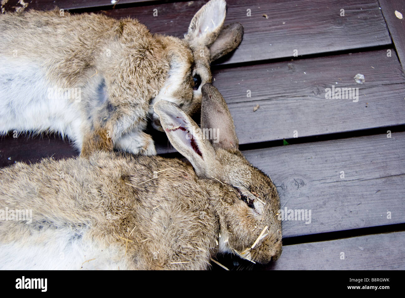 Dead rabbits hi-res stock photography and images - Alamy