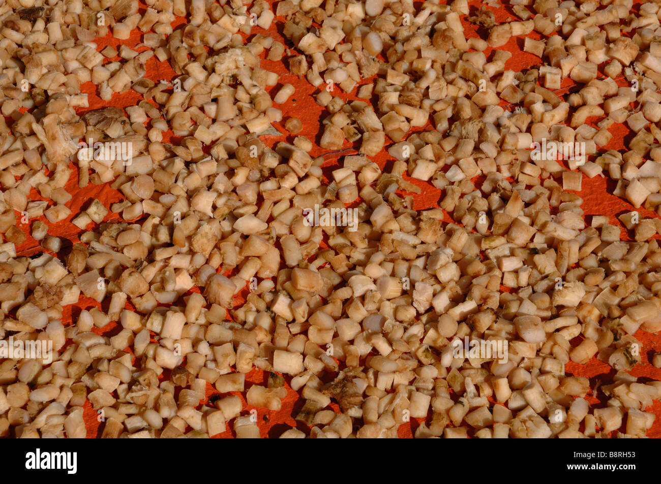 Cubes of chopped up fish drying in the sun on red mat waterfront Kota ...