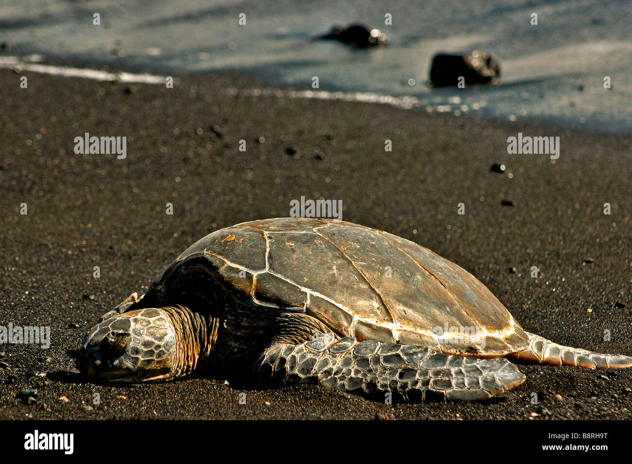 Brave turtle hi-res stock photography and images - Alamy