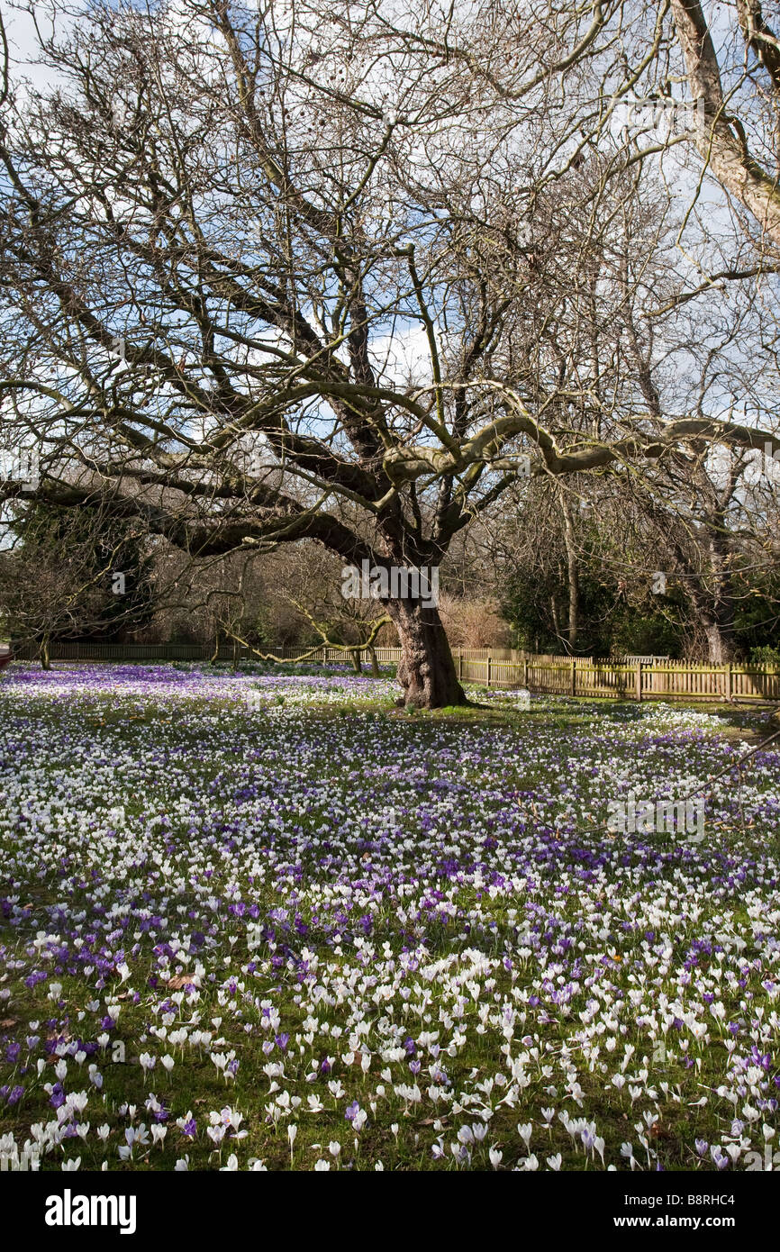 Crocuses under tree. Battersea Park, London, England, UK Stock Photo ...