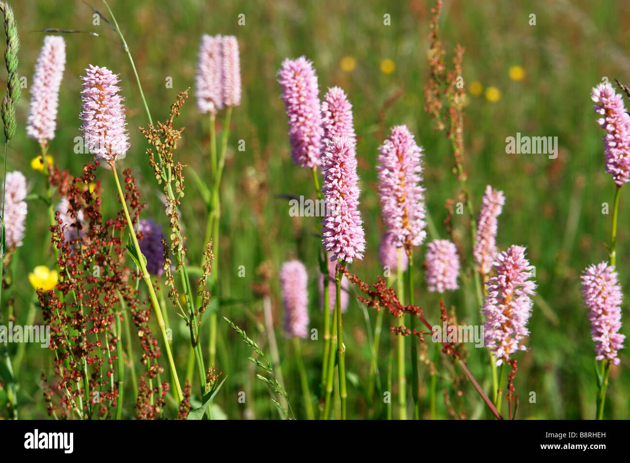 Picture of a meadow in spring Stock Photo - Alamy