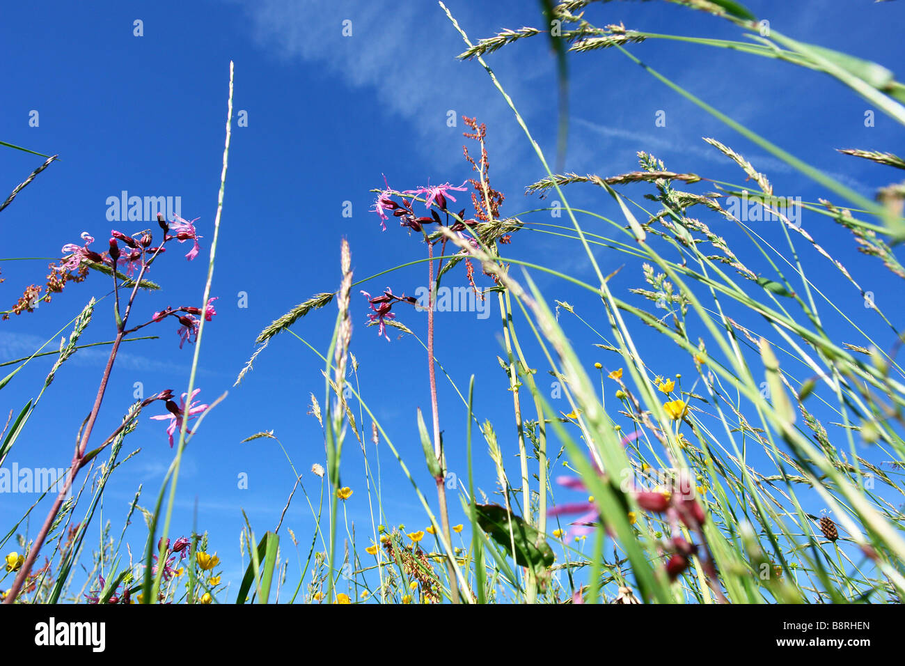 Picture of a meadow in spring Stock Photo - Alamy