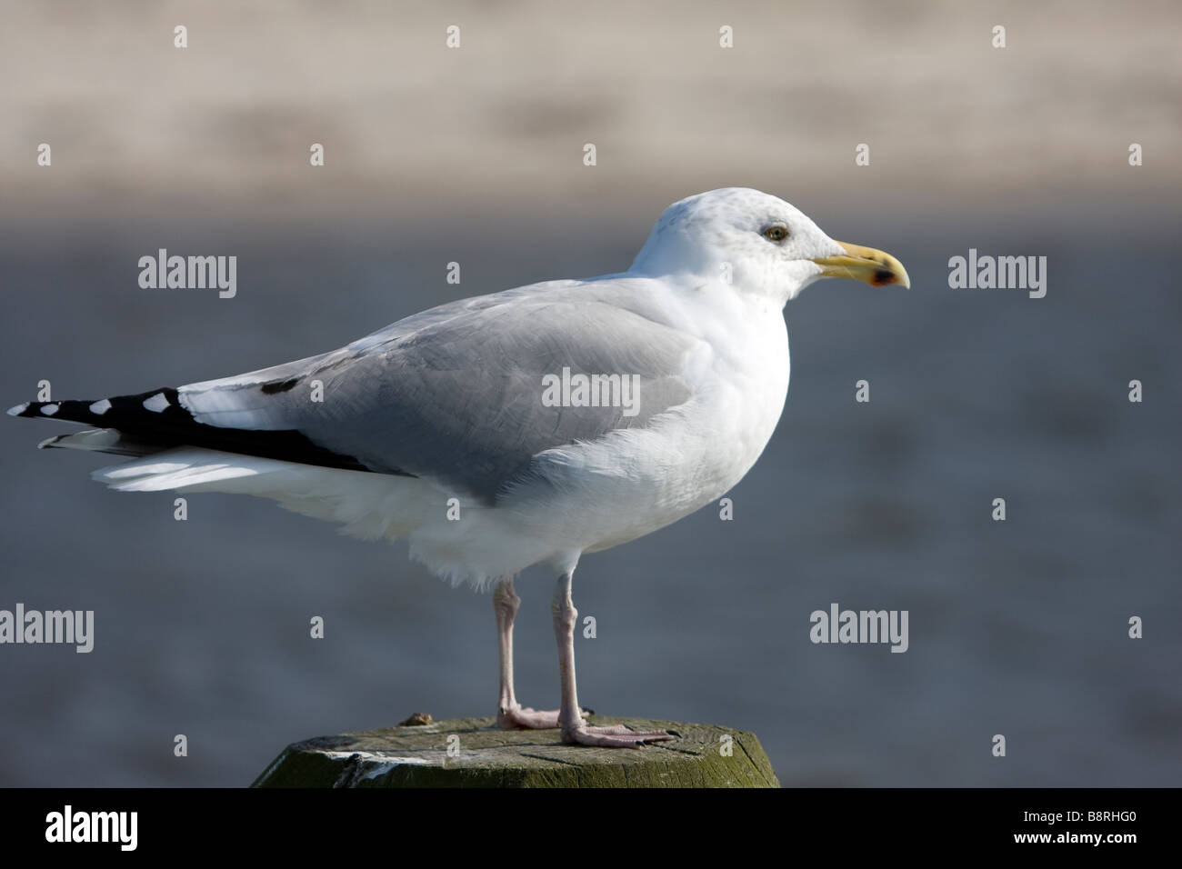 Herring Gull standing Stock Photo - Alamy