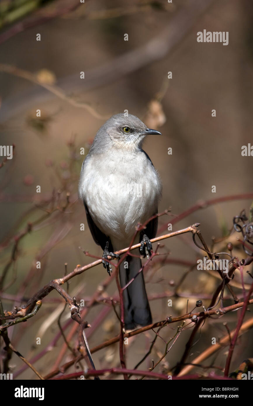 Northern Mockingbird perched Stock Photo - Alamy