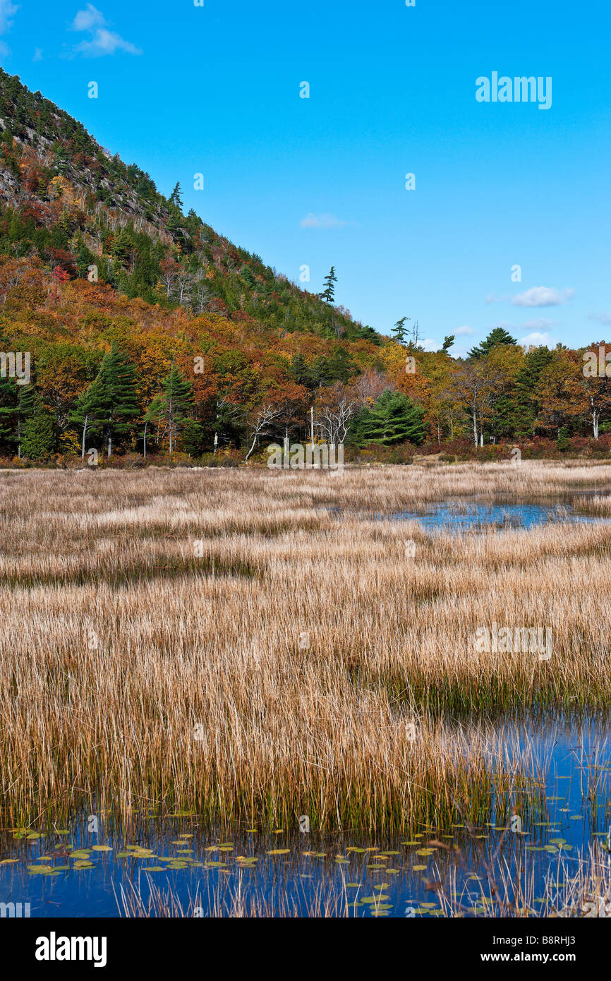 Sea Of Reeds High Resolution Stock Photography and Images - Alamy