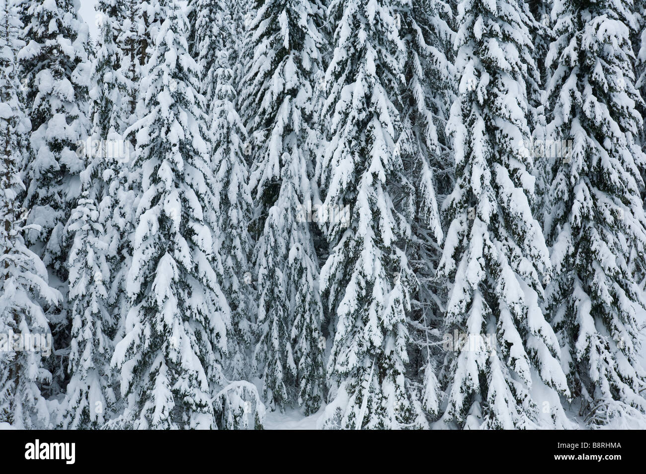 Drooping trees hi-res stock photography and images - Alamy