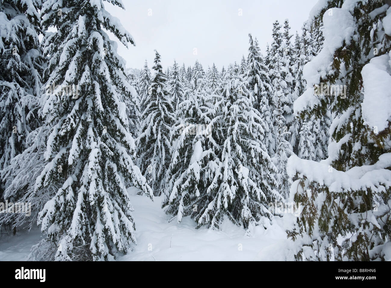 Drooping snow hi-res stock photography and images - Alamy