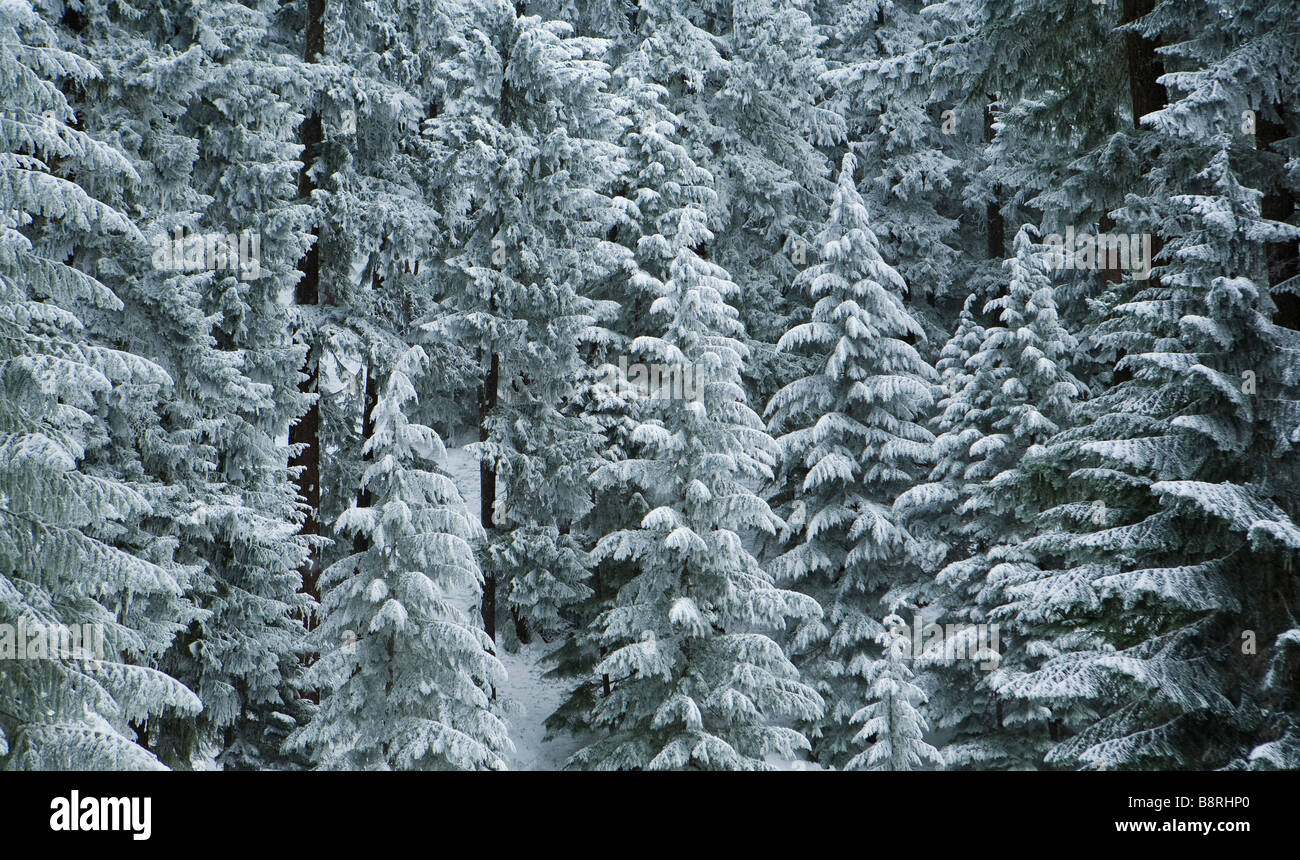 Snow covered forest scene in the central Cascades of Washington State ...