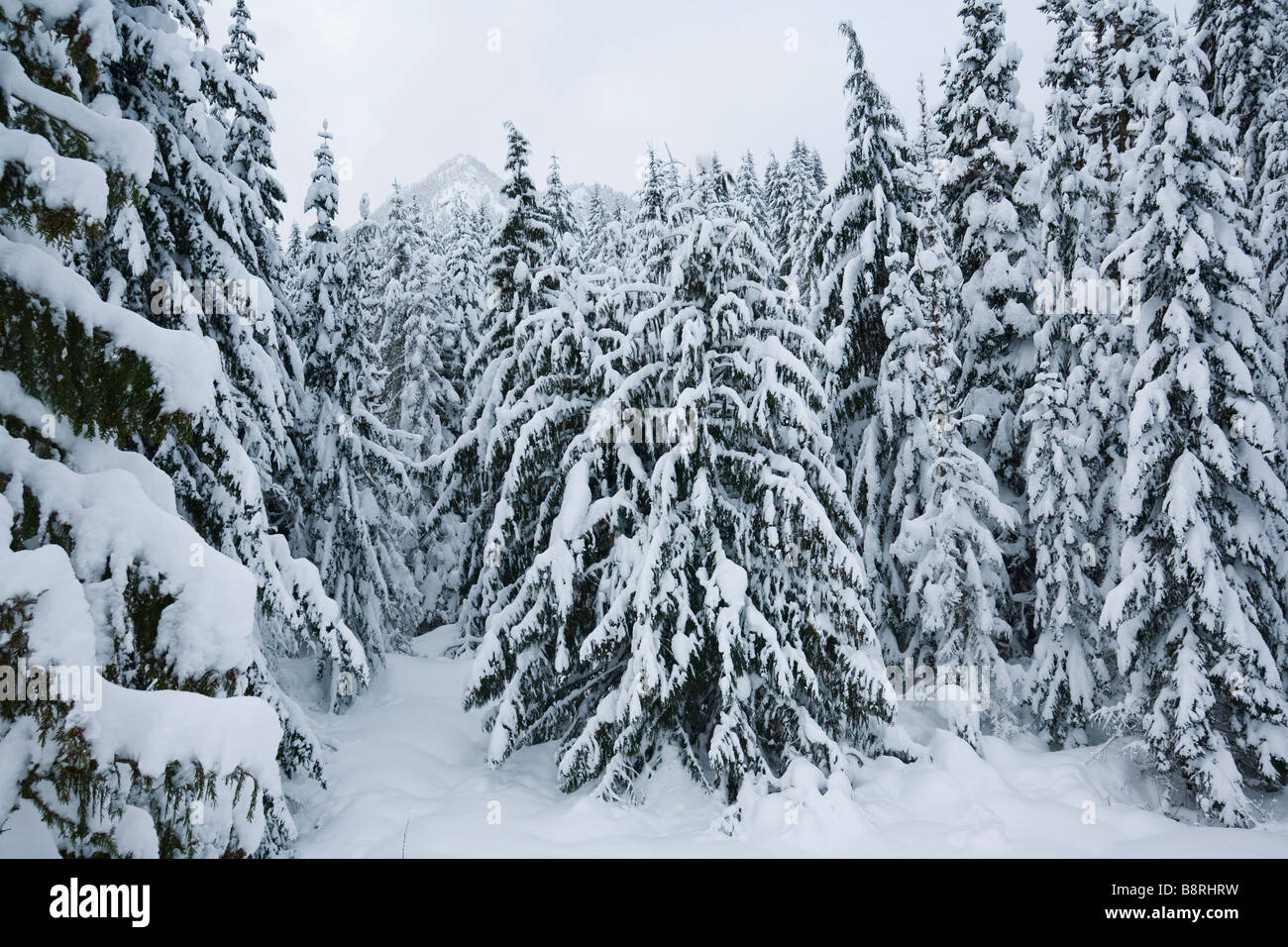 Heavy snow trees mountains hi-res stock photography and images - Alamy