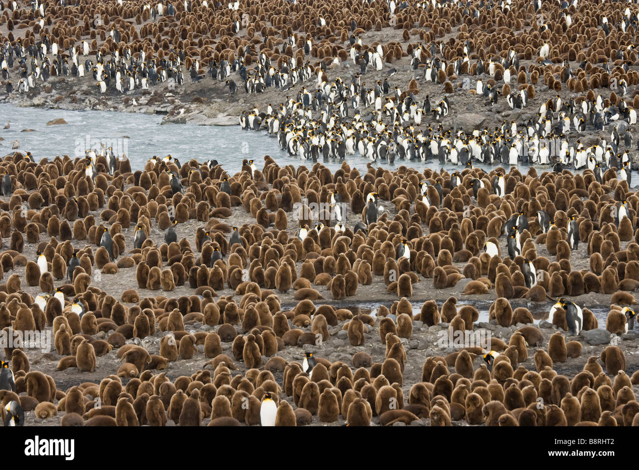 St. Andrews Bay, South Georgia Island, UK - overlooking King Penguin ...