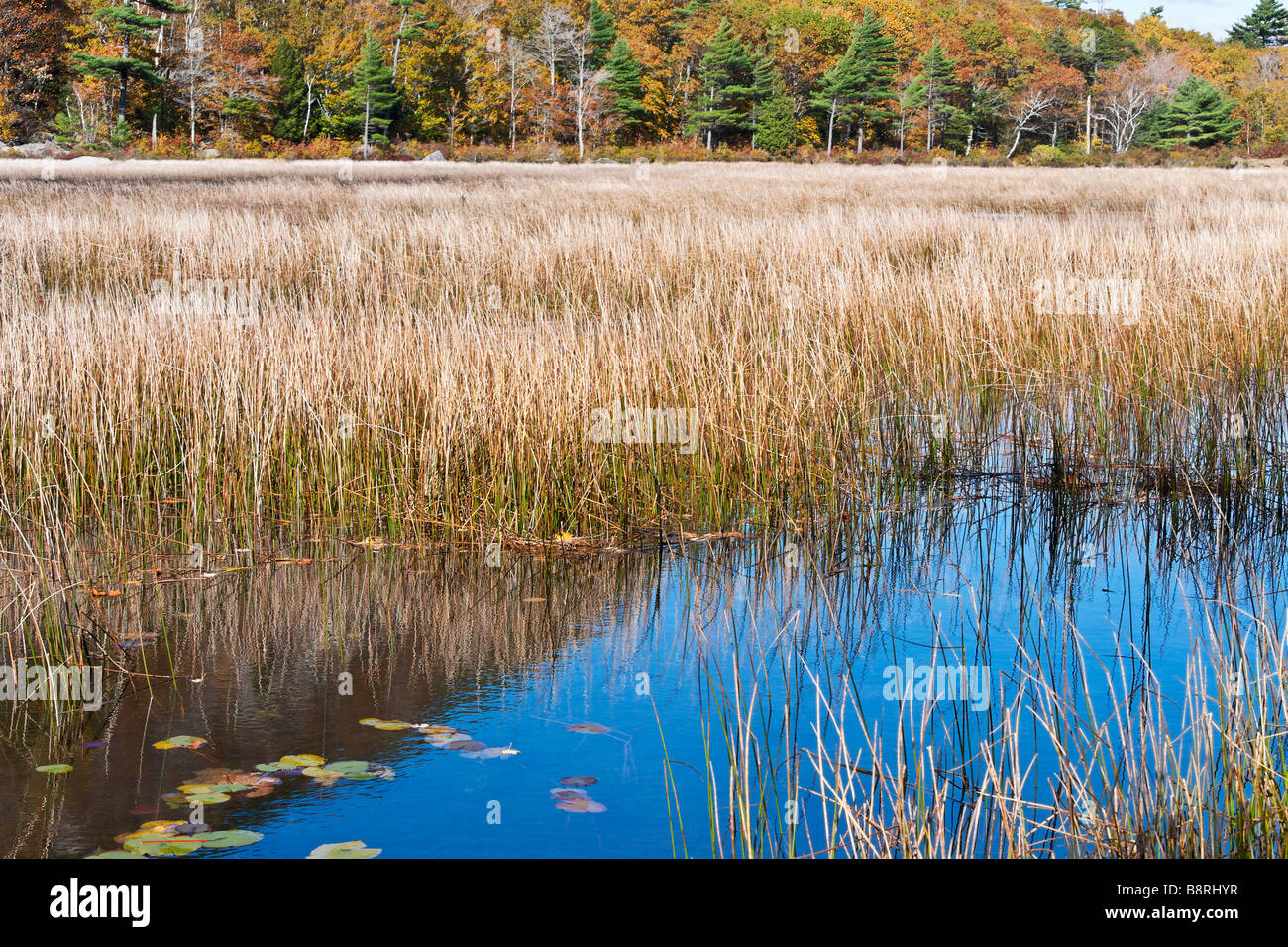 Reeds hill hi-res stock photography and images - Alamy