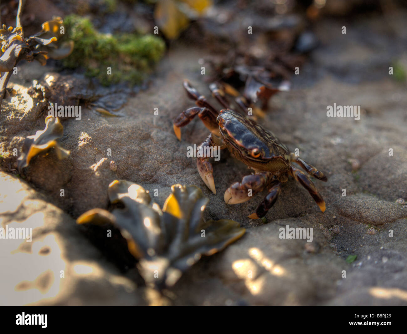 Oregon shore crab hi-res stock photography and images - Alamy