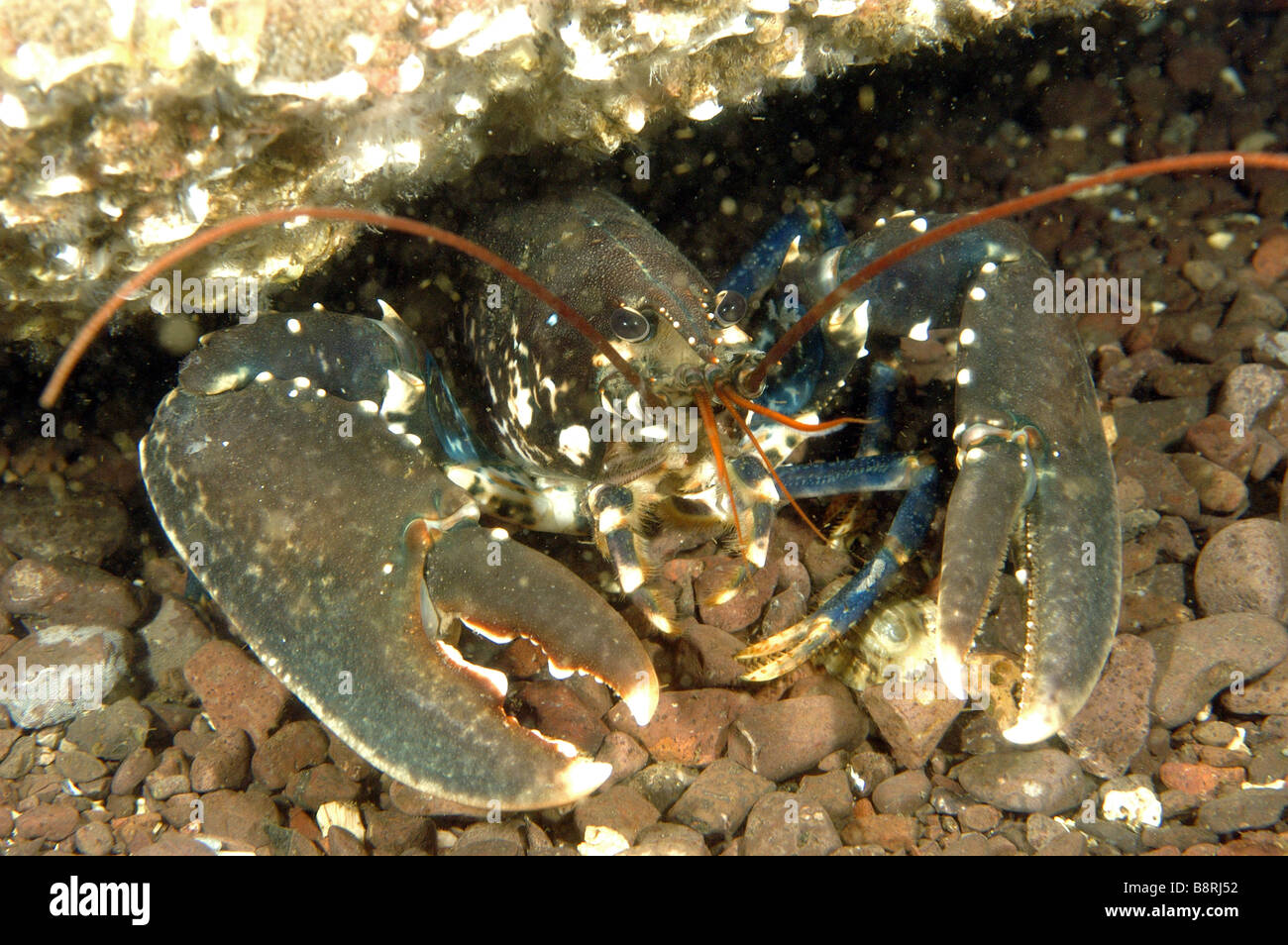 lobster in the wild Stock Photo - Alamy