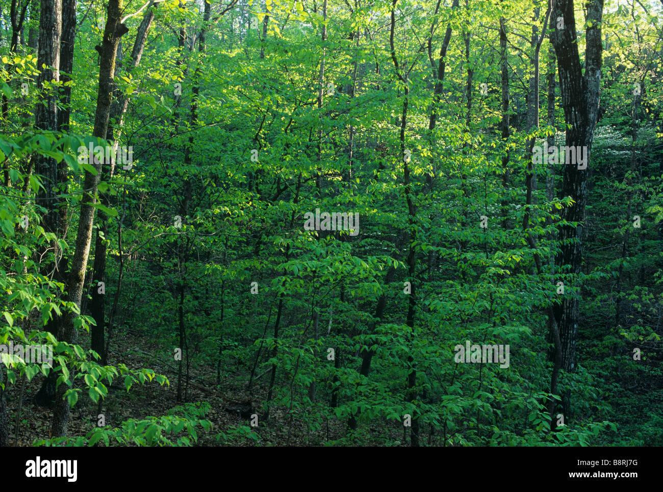 Sumter national forest hi-res stock photography and images - Alamy