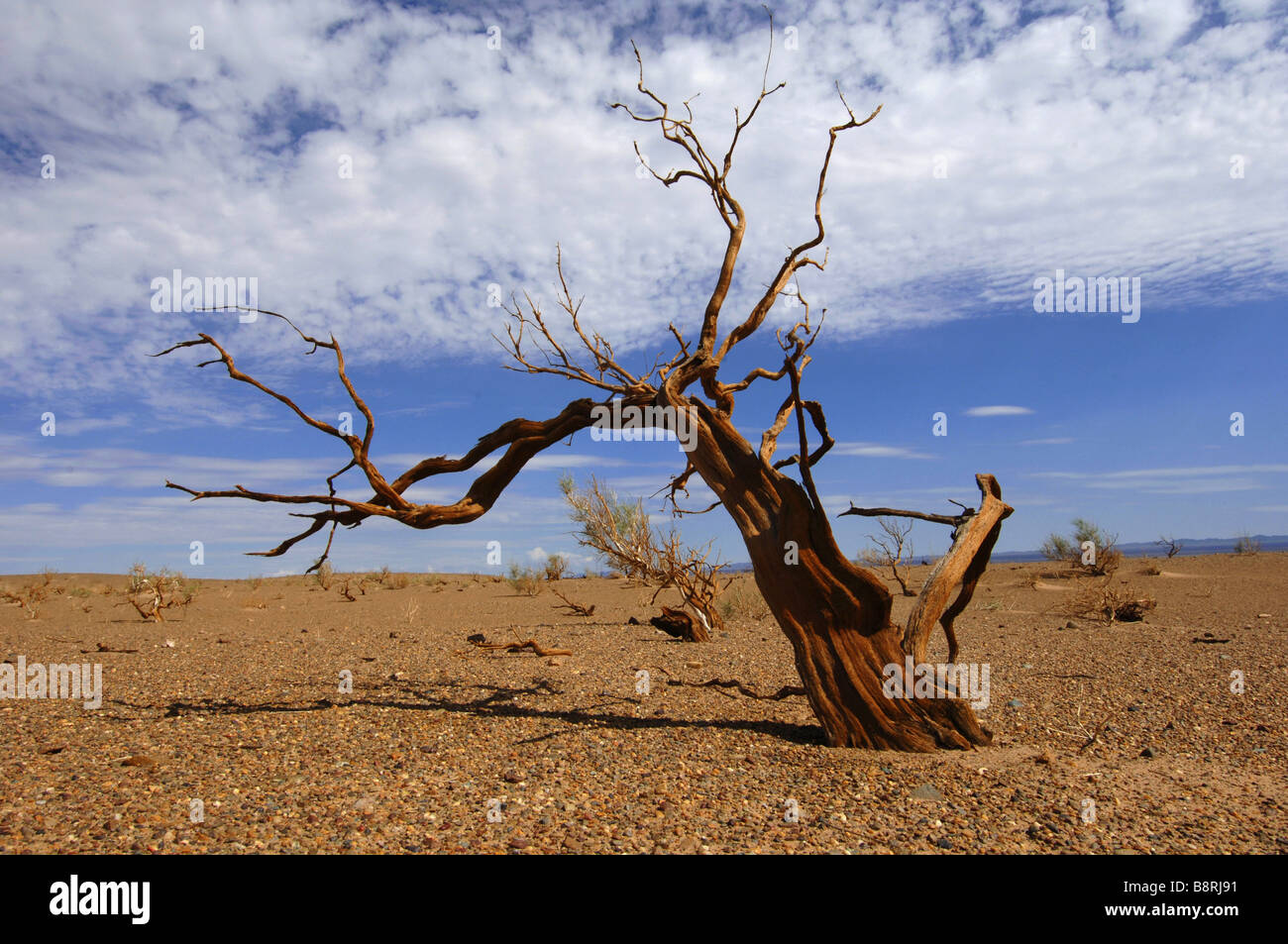 Gobi desert - dried tree, Mongolia Stock Photo - Alamy