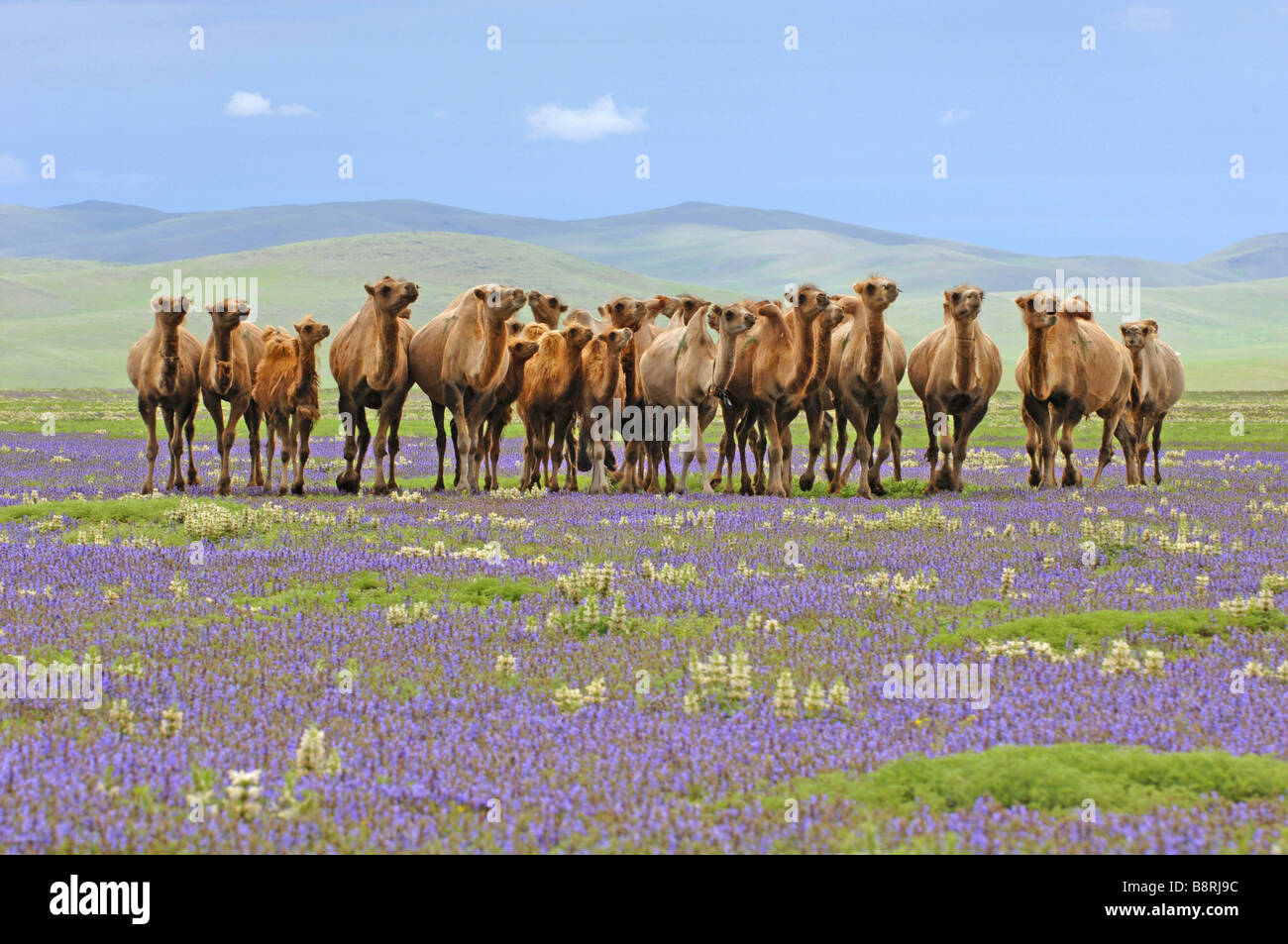 dromedary, one-humped camel (Camelus dromedarius), herd of dromedaries ...