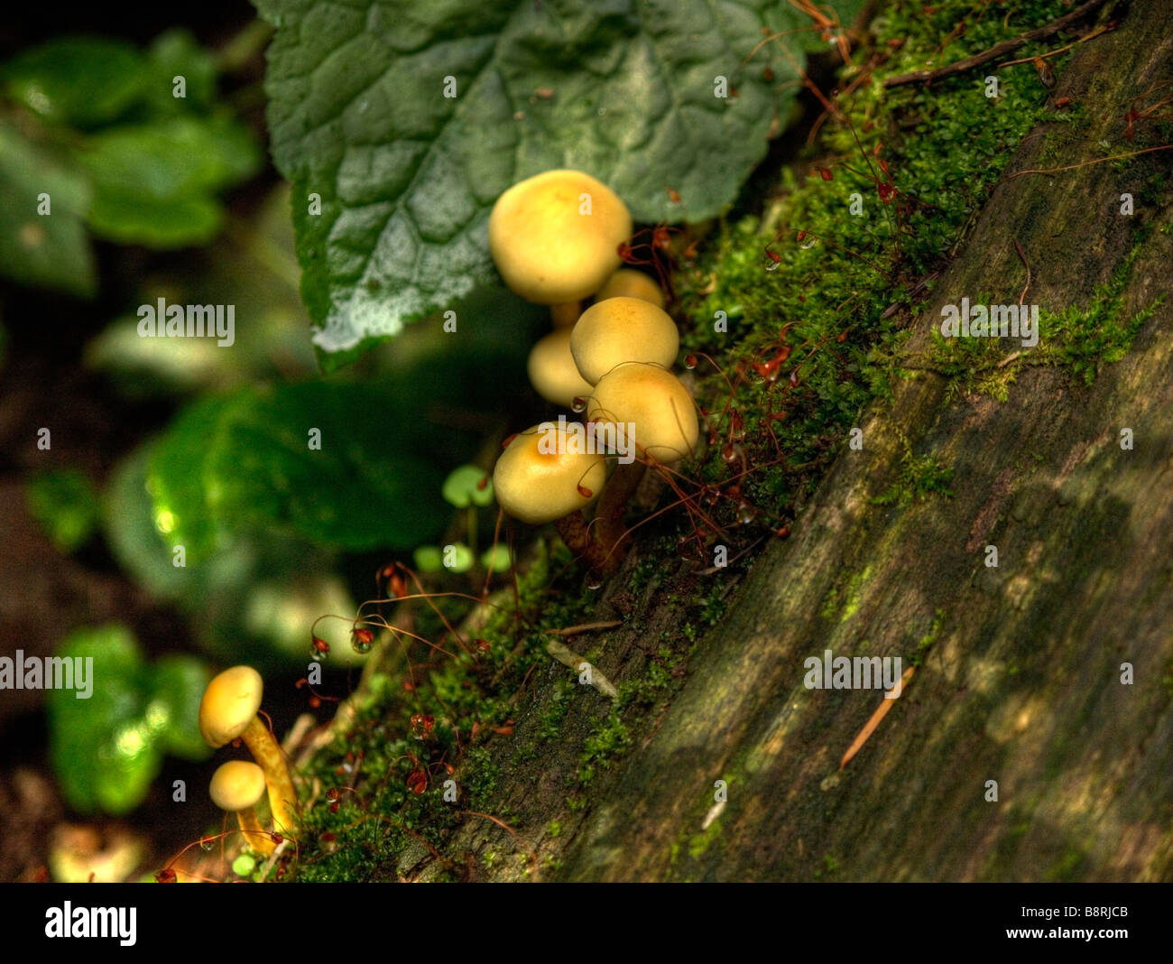 Mushrooms growing on a dead tree Stock Photo - Alamy