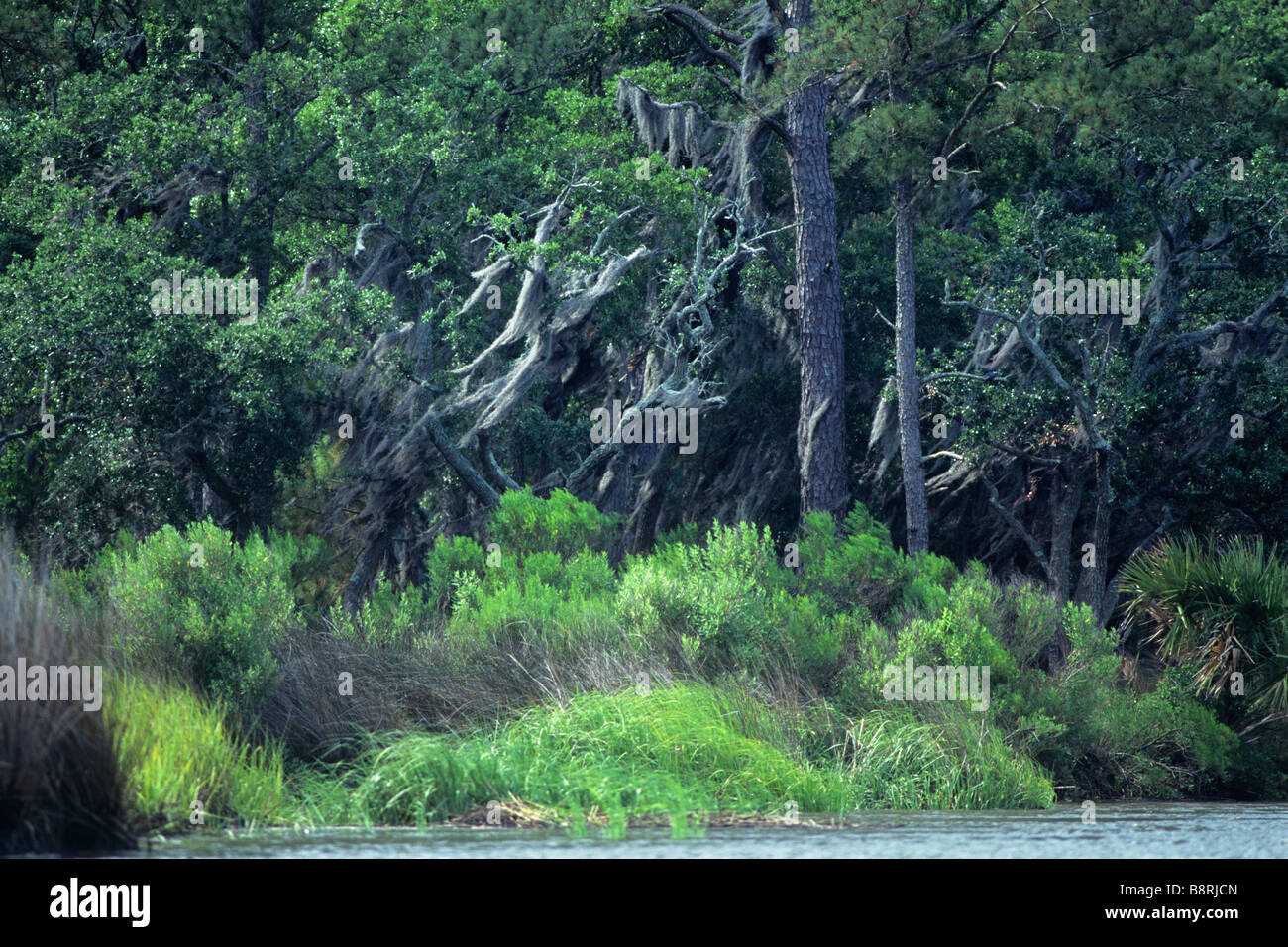 Forest along the bank of Mosquito Creek in the Ace Basin South Carolina ...