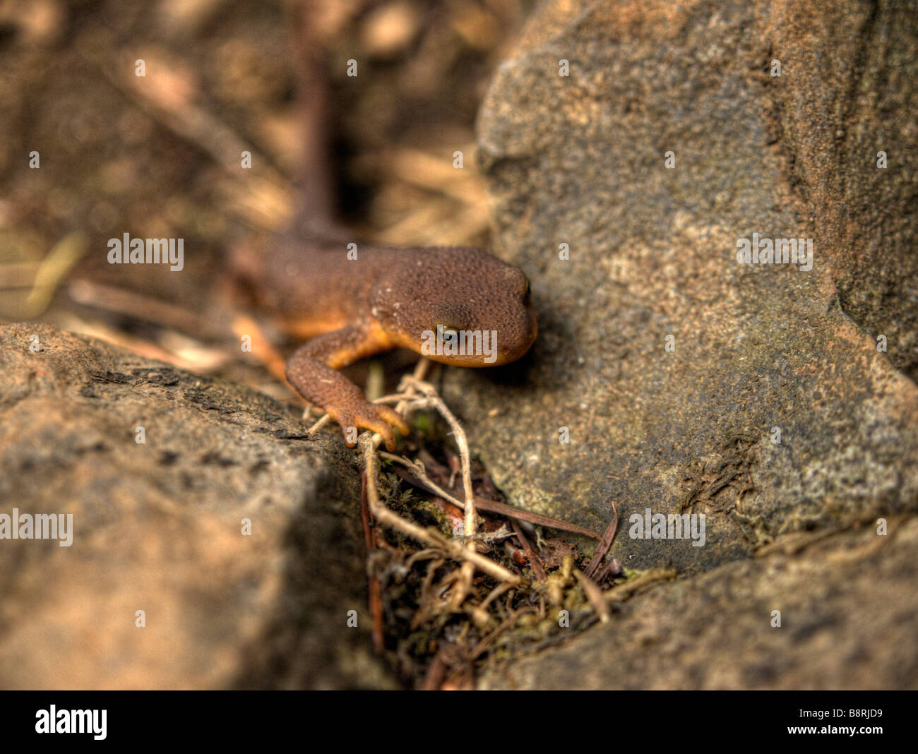 Red skinned newt hi-res stock photography and images - Alamy