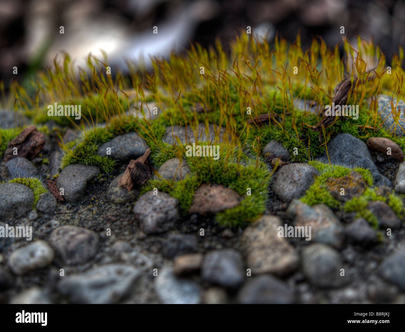 Moss covered stepping stone Stock Photo - Alamy