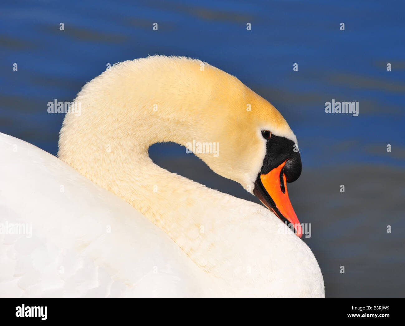 Swan preen hi-res stock photography and images - Alamy