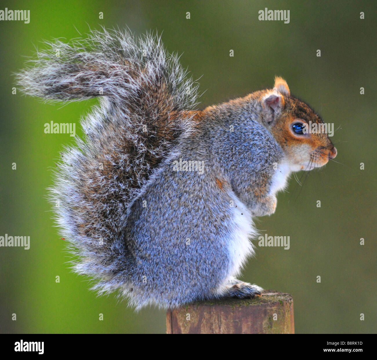 Grey squirrel hi-res stock photography and images - Alamy