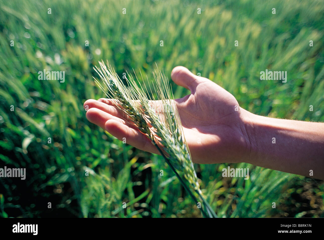 Australian wheat harvest hi-res stock photography and images - Alamy