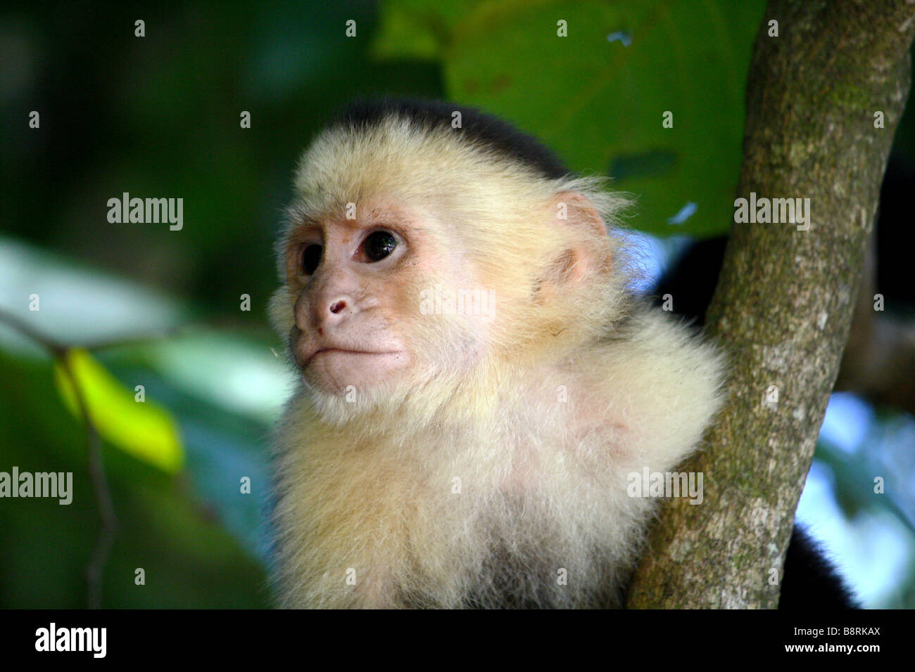 Wild Capucin monkey Stock Photo - Alamy