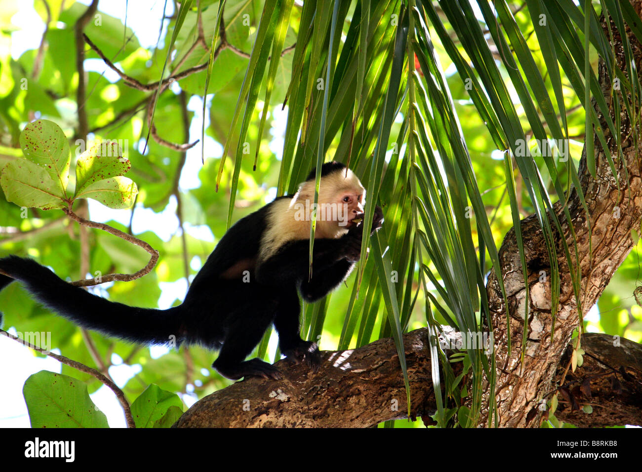 Wild Capucin monkey eating in a tree Stock Photo - Alamy