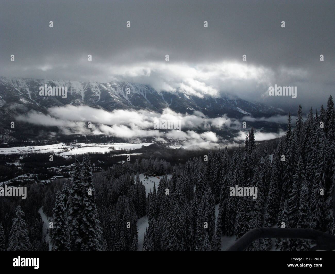 Canada pine trees hi-res stock photography and images - Alamy