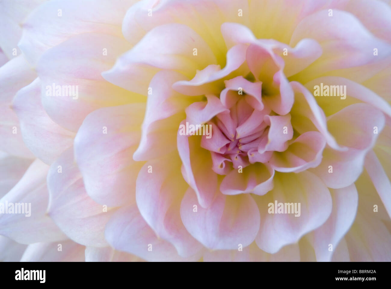 Stock photo of a dahlia flower close up Stock Photo - Alamy