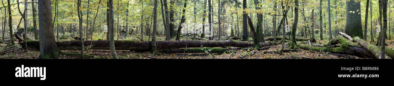 Natural european deciduous forest panorama with dead tree lying Stock ...