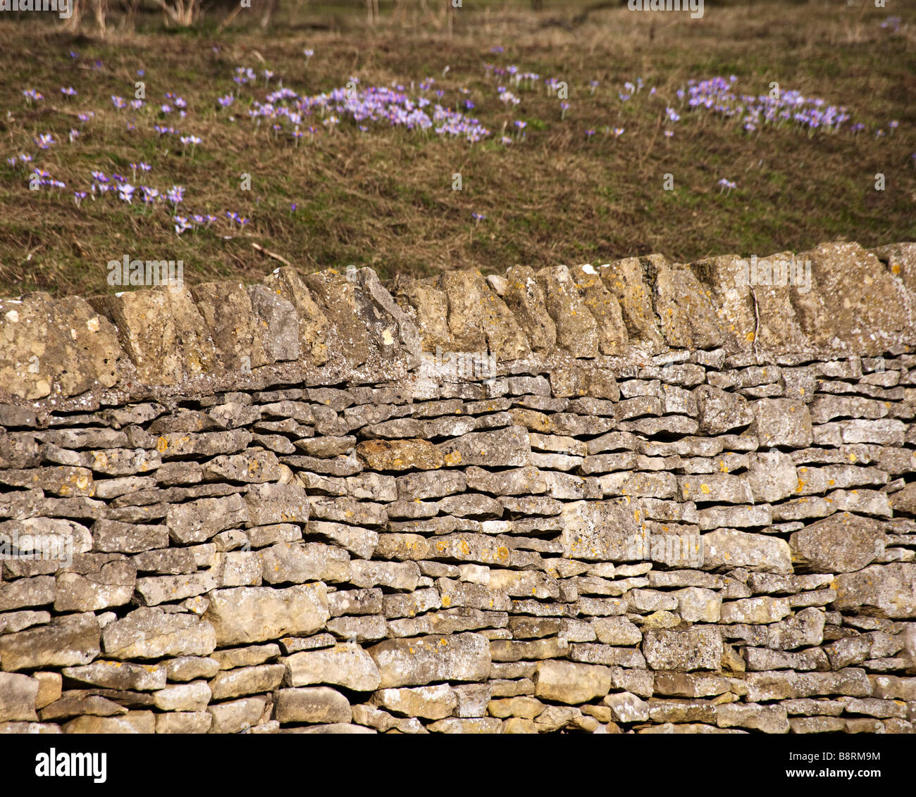 a dry stone wall in the cotswolds with crocus plants behind Stock Photo ...