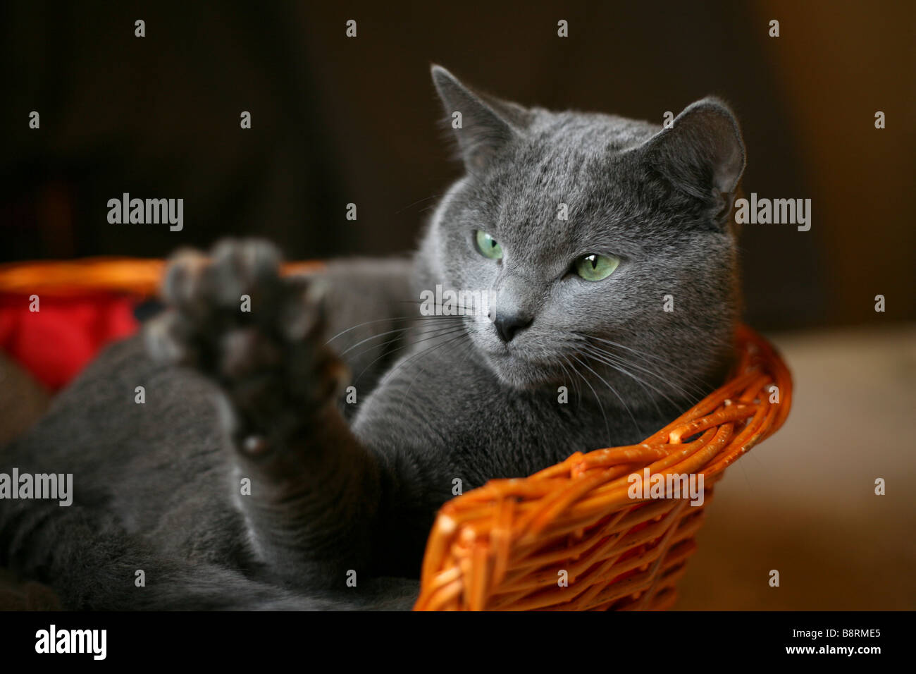 Russian Blue cat in a basket Stock Photo - Alamy