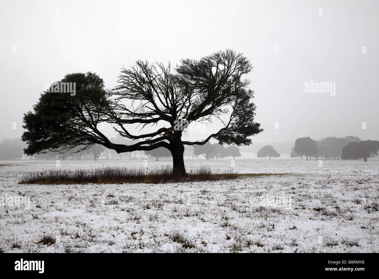 Branches under ice hi-res stock photography and images - Alamy