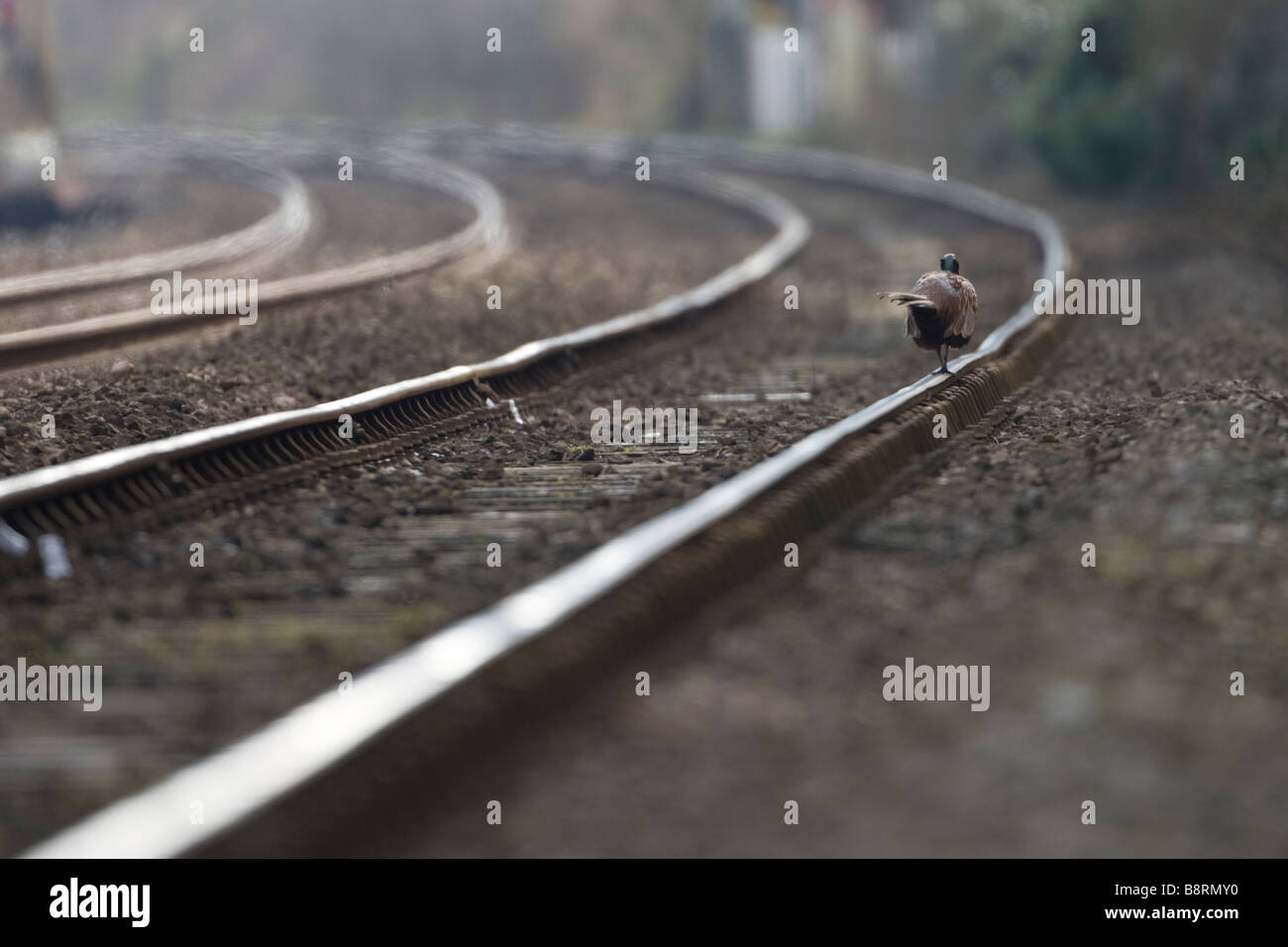 Pheasant tracks hi-res stock photography and images - Alamy