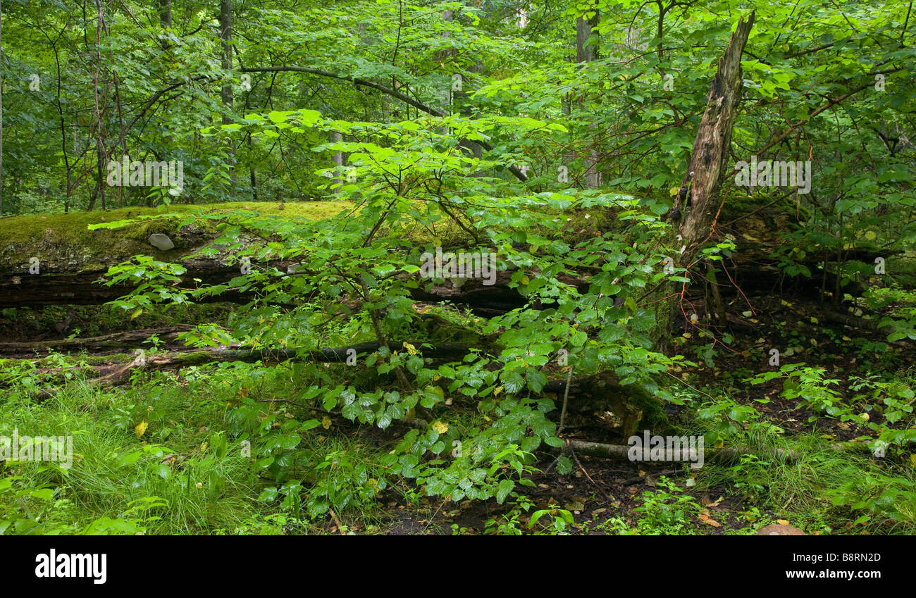 Natural deciduous stand of Bialowieza Forest Stock Photo - Alamy