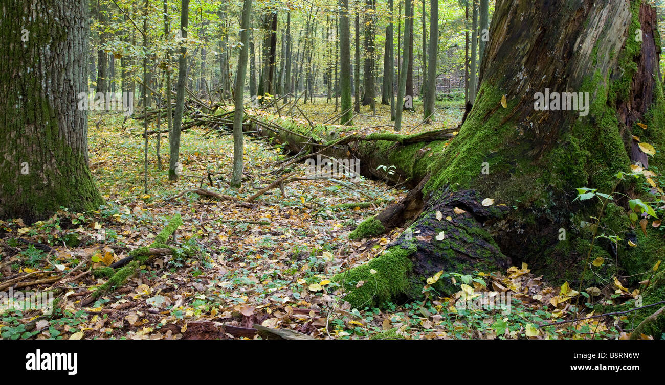 Old broken tree lying with old mossy trunk in foreground in Bialowieza ...