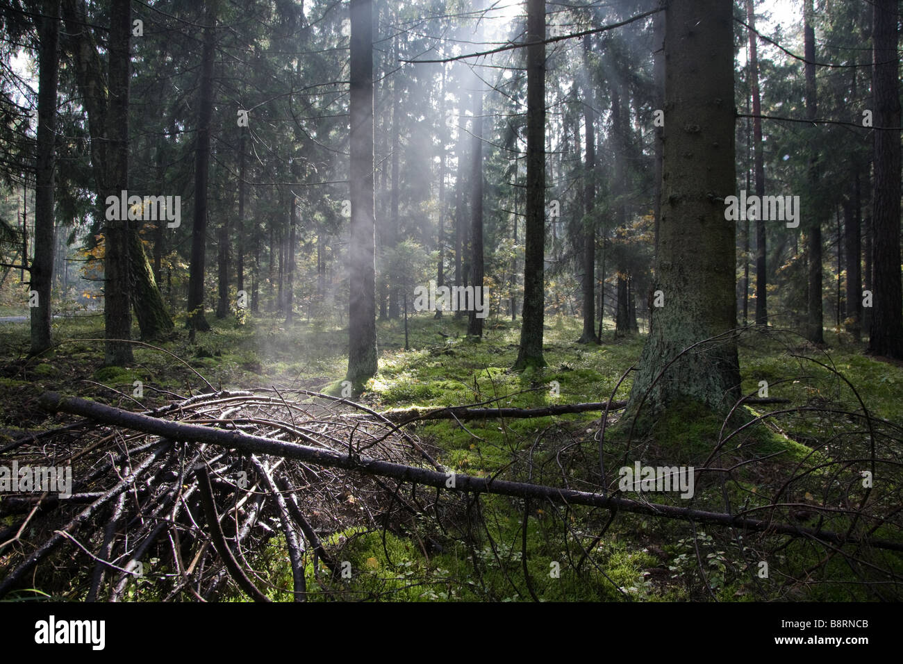 Forest projection hi-res stock photography and images - Alamy