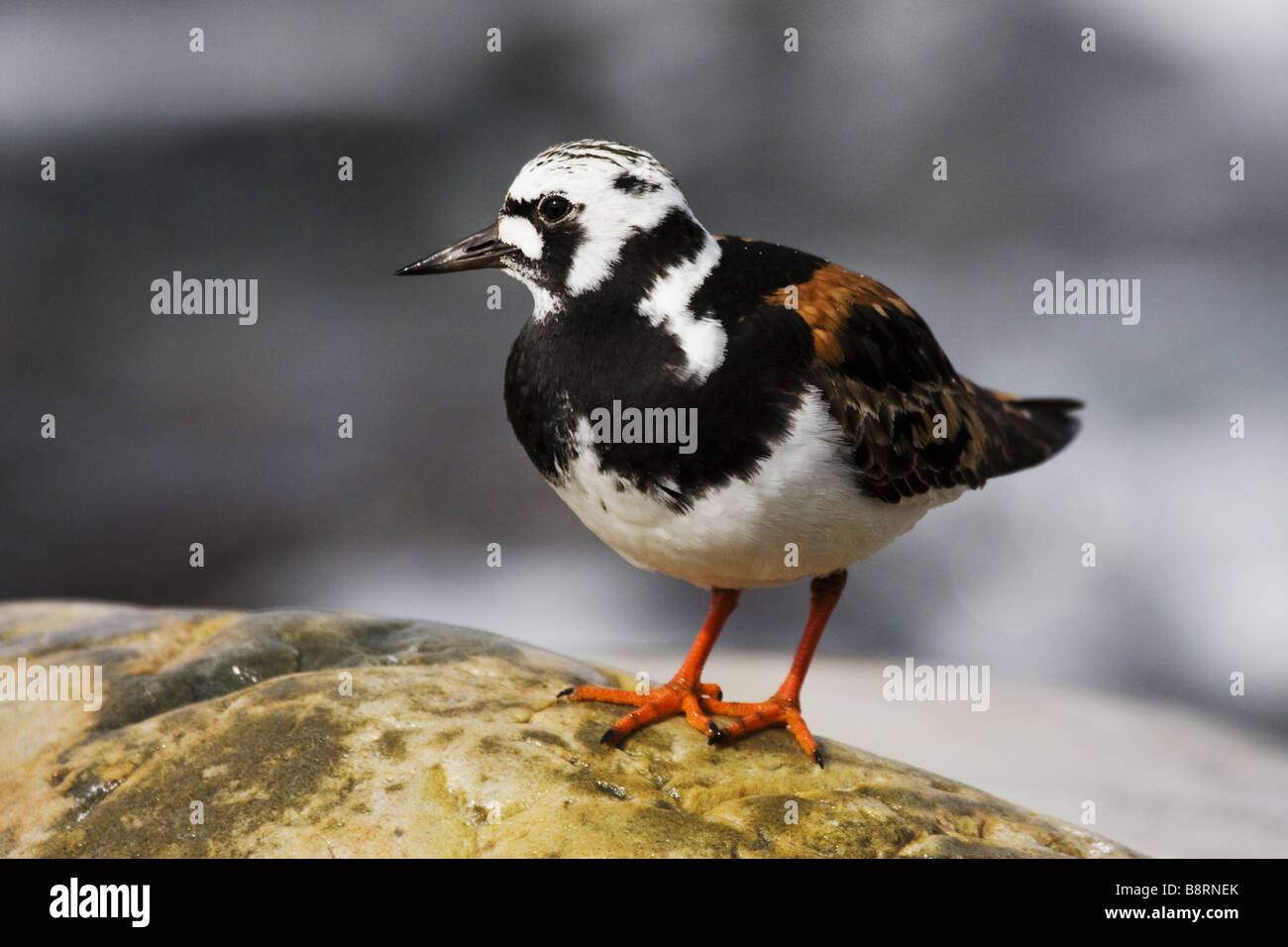 ruddy turnstone (Arenaria interpres), stands on a stone on the beach ...