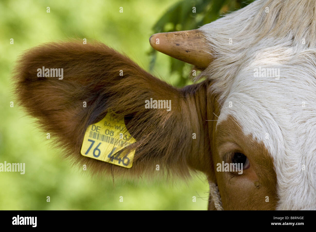 Cow head ear marking hi-res stock photography and images - Alamy