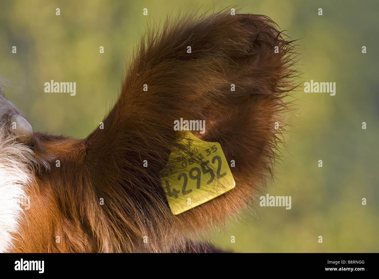 domestic cattle (Bos primigenius f. taurus), ear marking, Germany ...