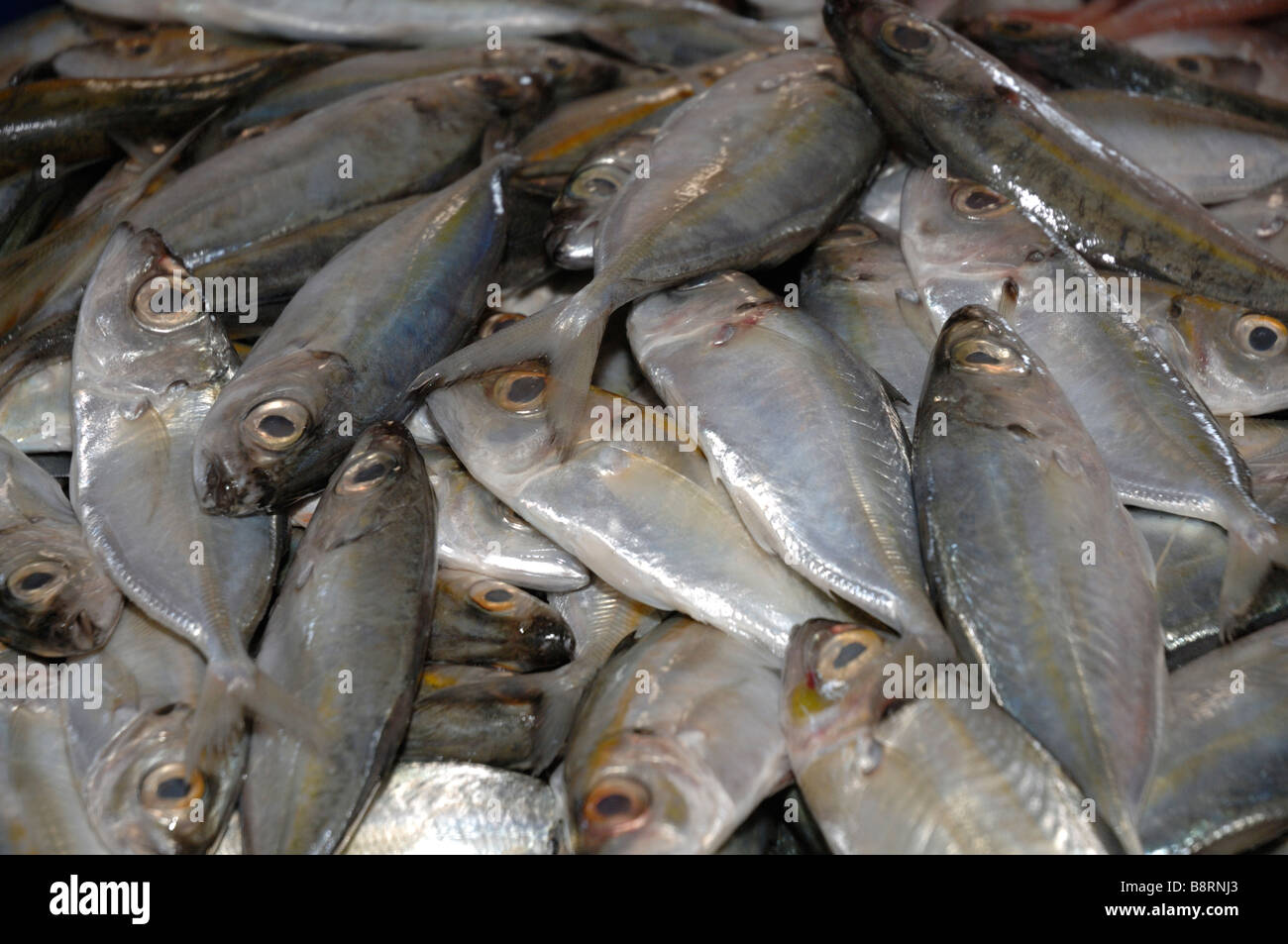 Fish for sale interior of SAFMA fish market Kota Kinabalu Sabah ...