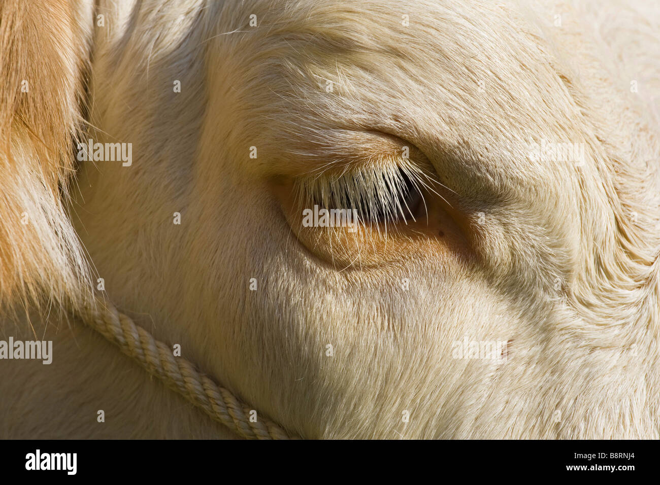 domestic cattle (Bos primigenius f. taurus), eye, Germany, Baden ...