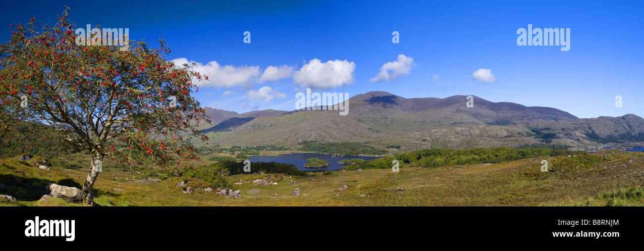 panorama with fruiting European Rowan at Killarney National Park ...