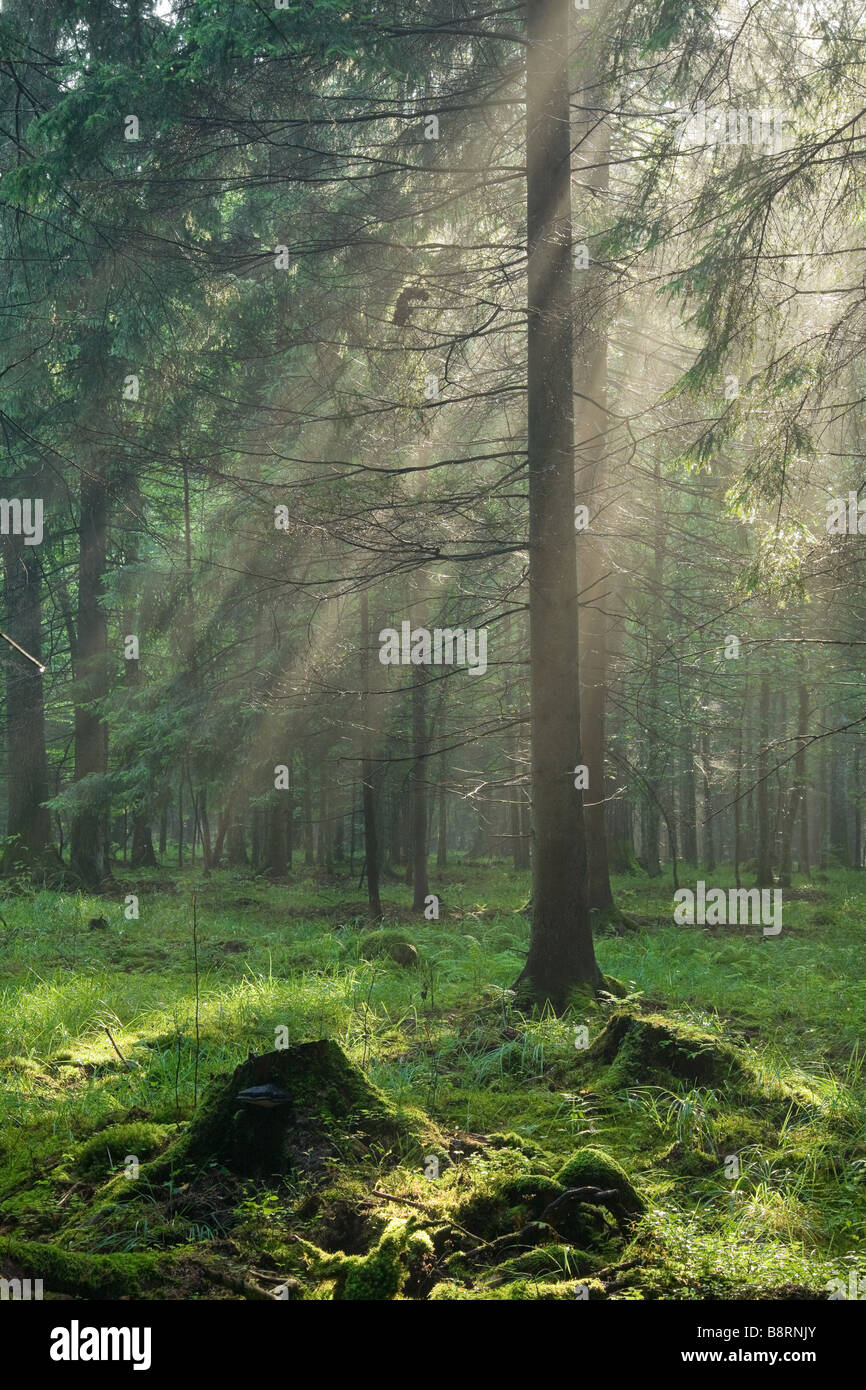 Forest projection hi-res stock photography and images - Alamy