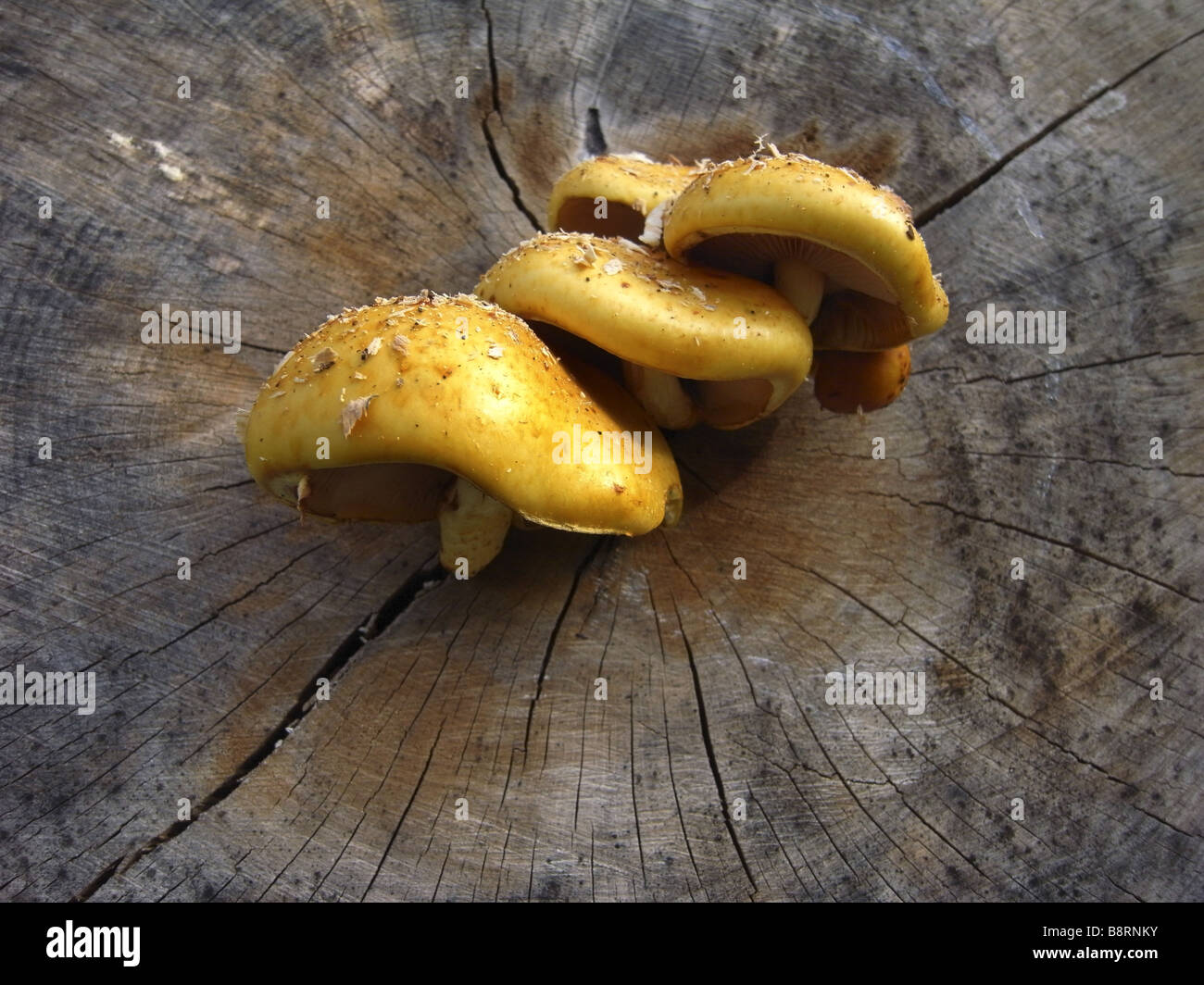 Log decomposition hi-res stock photography and images - Alamy